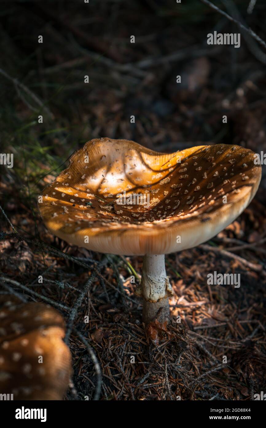 Vertical shot of big wild fungi growing in a dark forest with sunlight ...