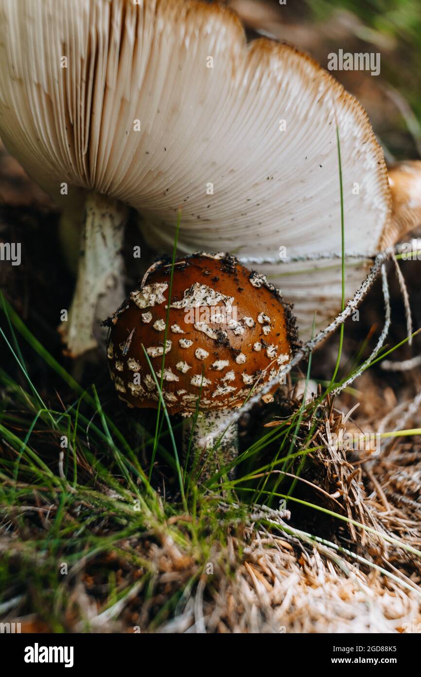 Fantasy fungi hi-res stock photography and images - Alamy
