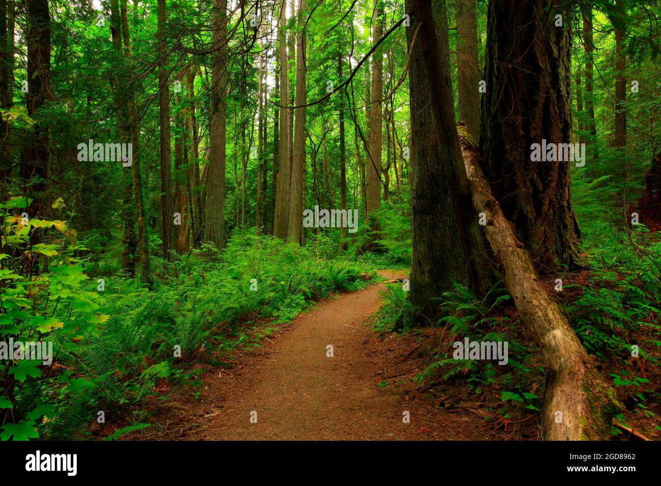 a exterior picture of an Pacific Northwest forest trail Stock Photo - Alamy