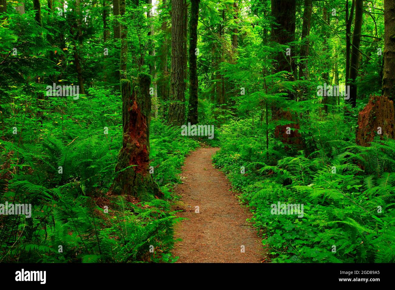 a exterior picture of an Pacific Northwest forest trail Stock Photo - Alamy