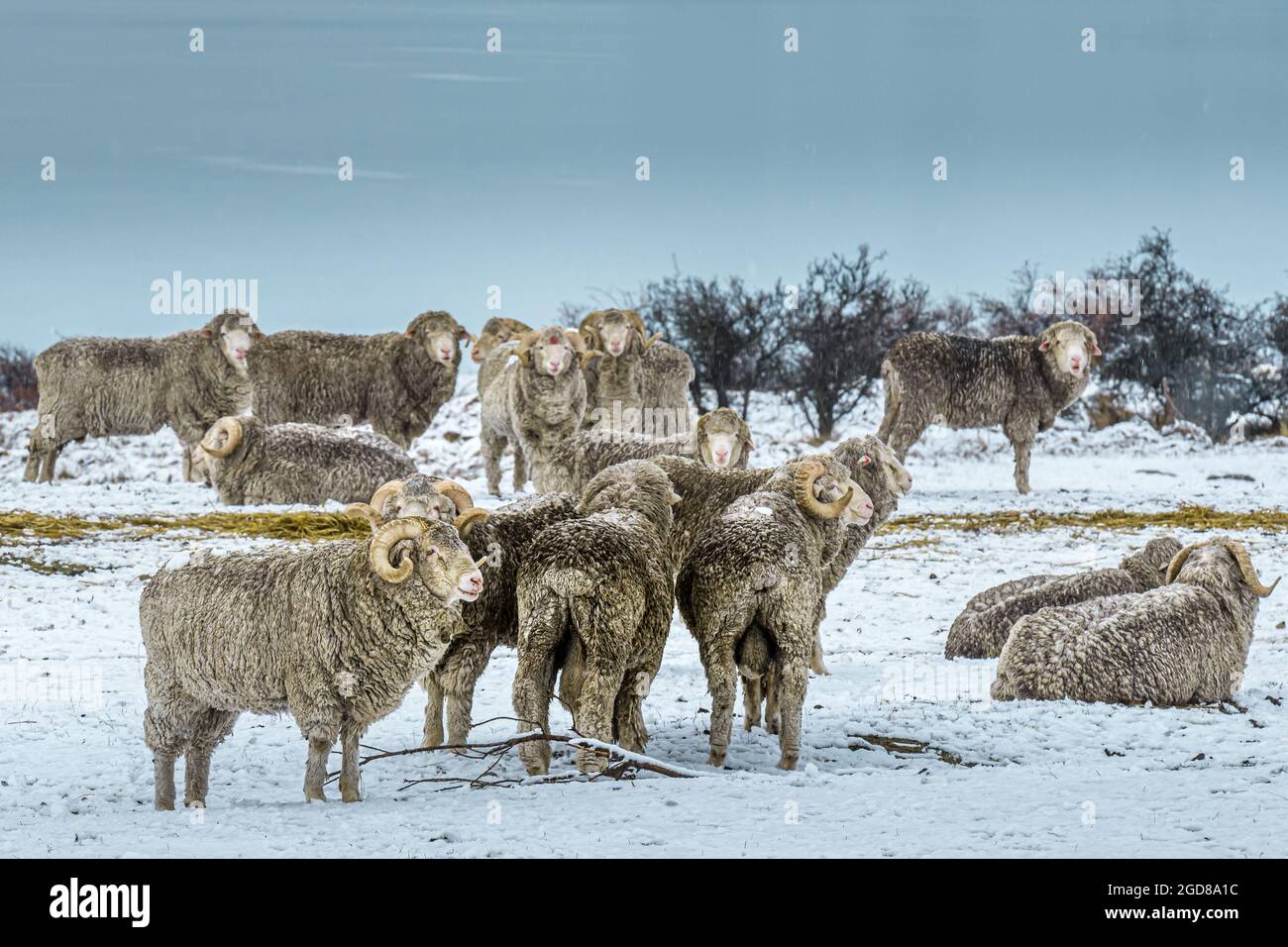 Merino rams hi-res stock photography and images - Alamy