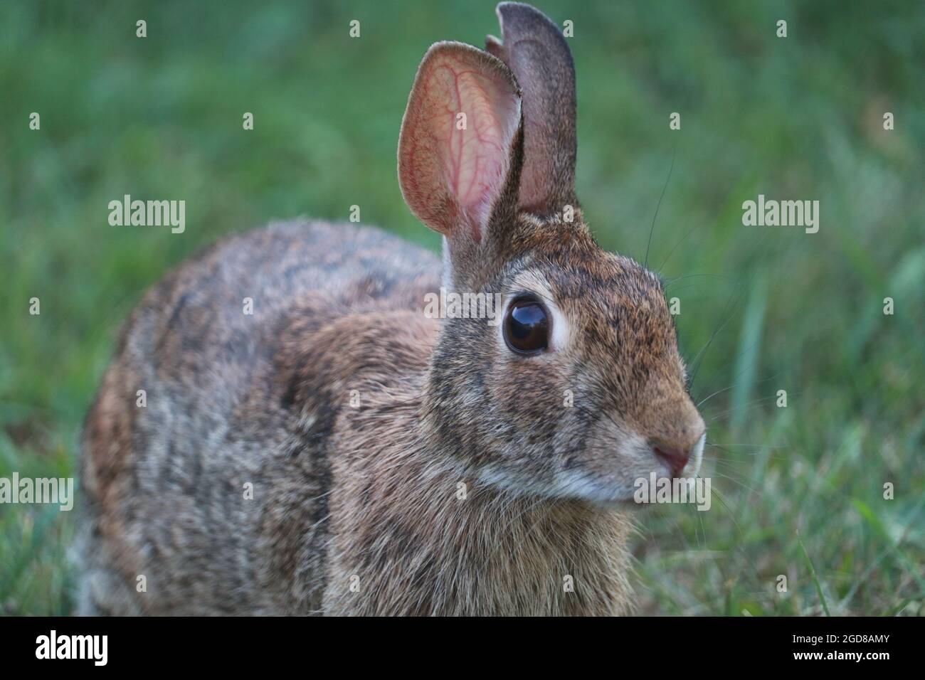 Eastern cottontail rabbit sitting in the grass Stock Photo - Alamy