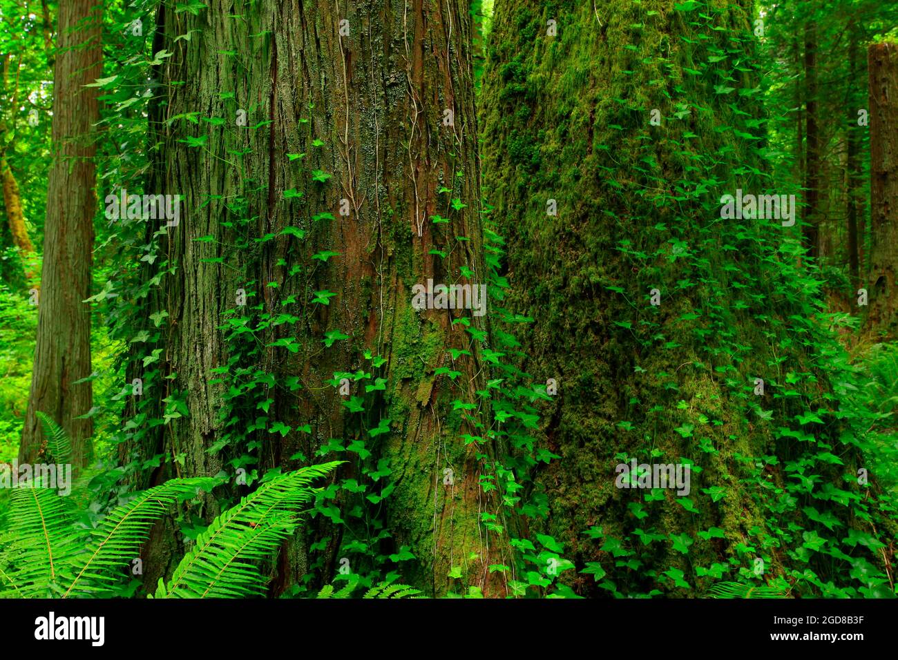 a exterior picture of an Pacific Northwest with Western red cedar trees ...