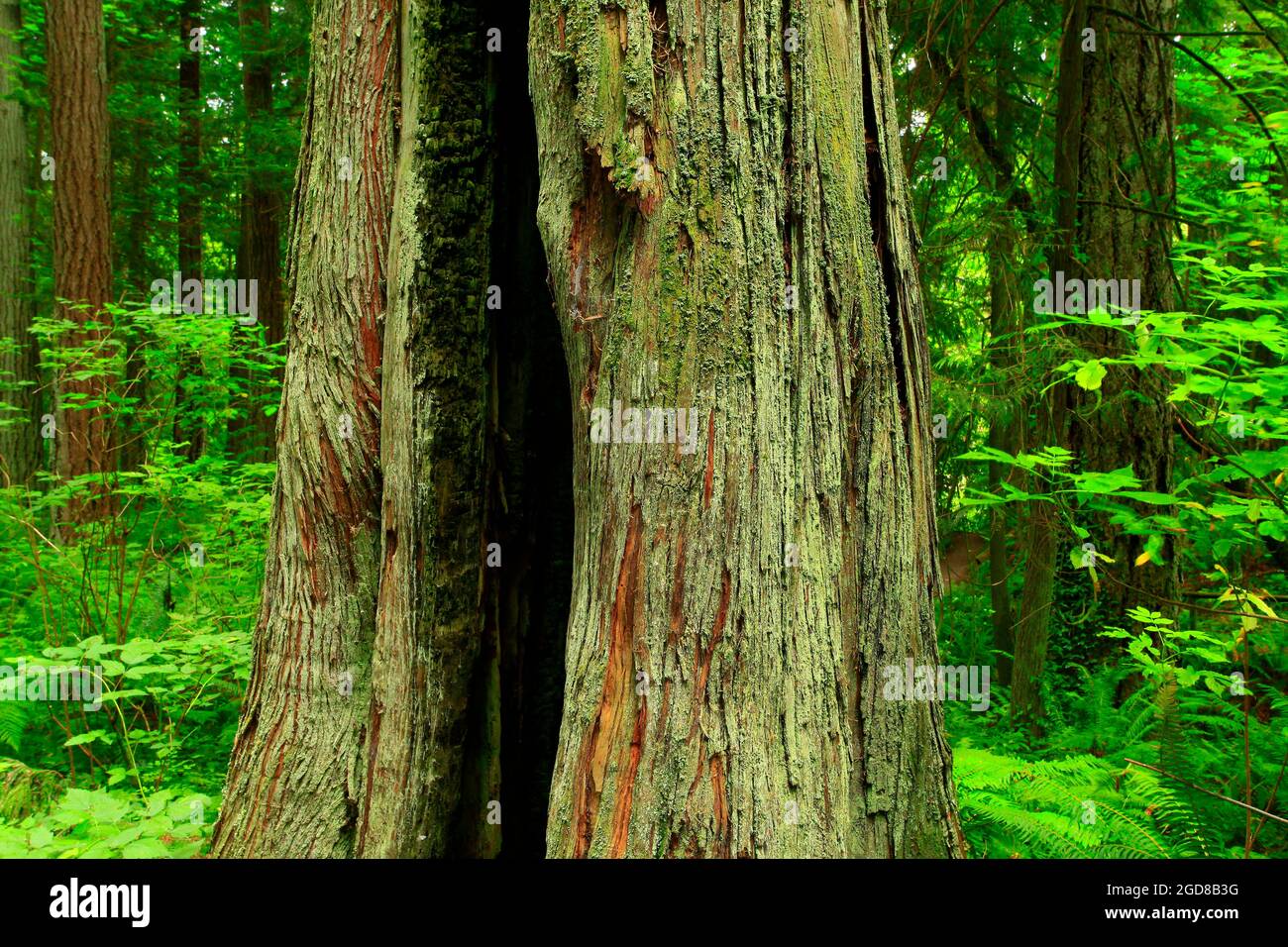 a exterior picture of an Pacific Northwest with Western red cedar trees ...