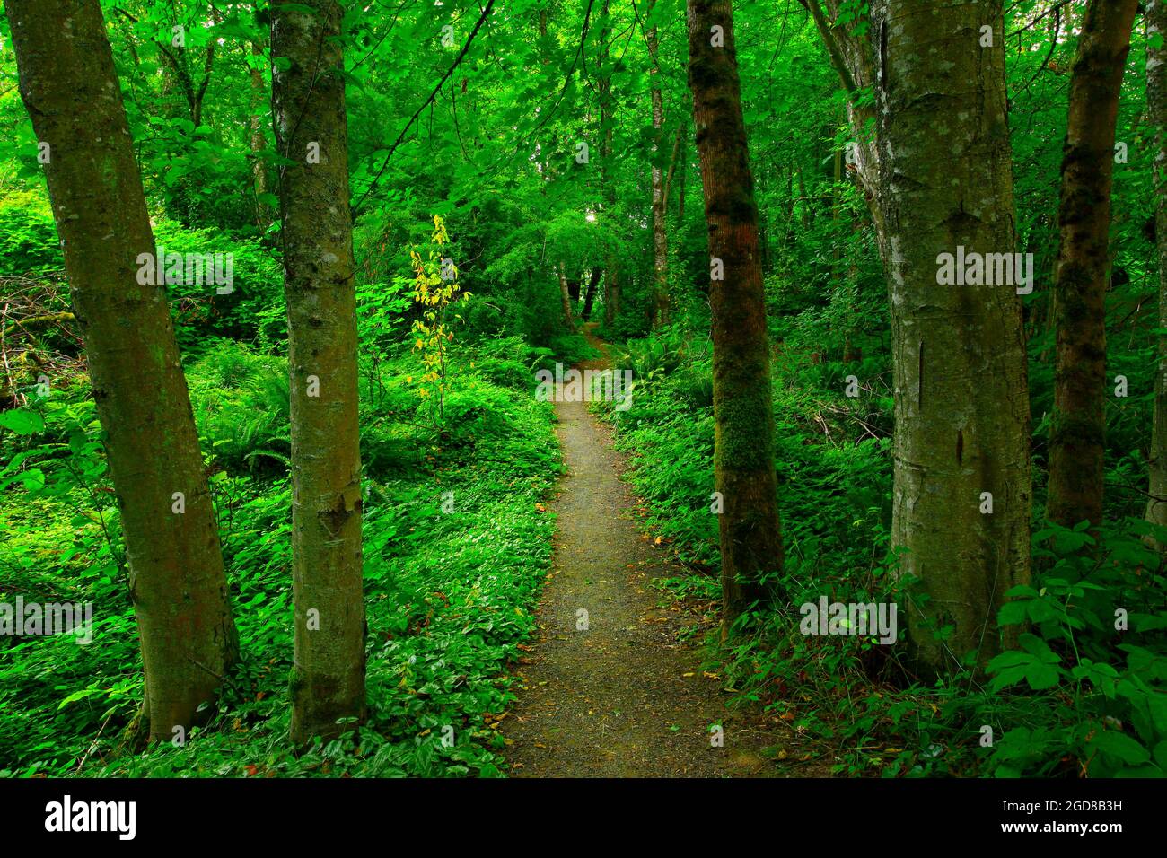 a exterior picture of an Pacific Northwest forest trail Stock Photo - Alamy