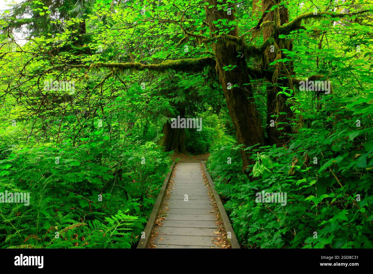 a exterior picture of an Pacific Northwest forest trail Stock Photo - Alamy