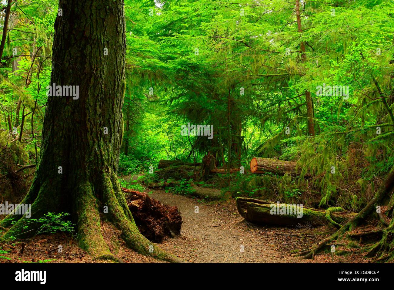 Pacfiic northwest hi-res stock photography and images - Alamy