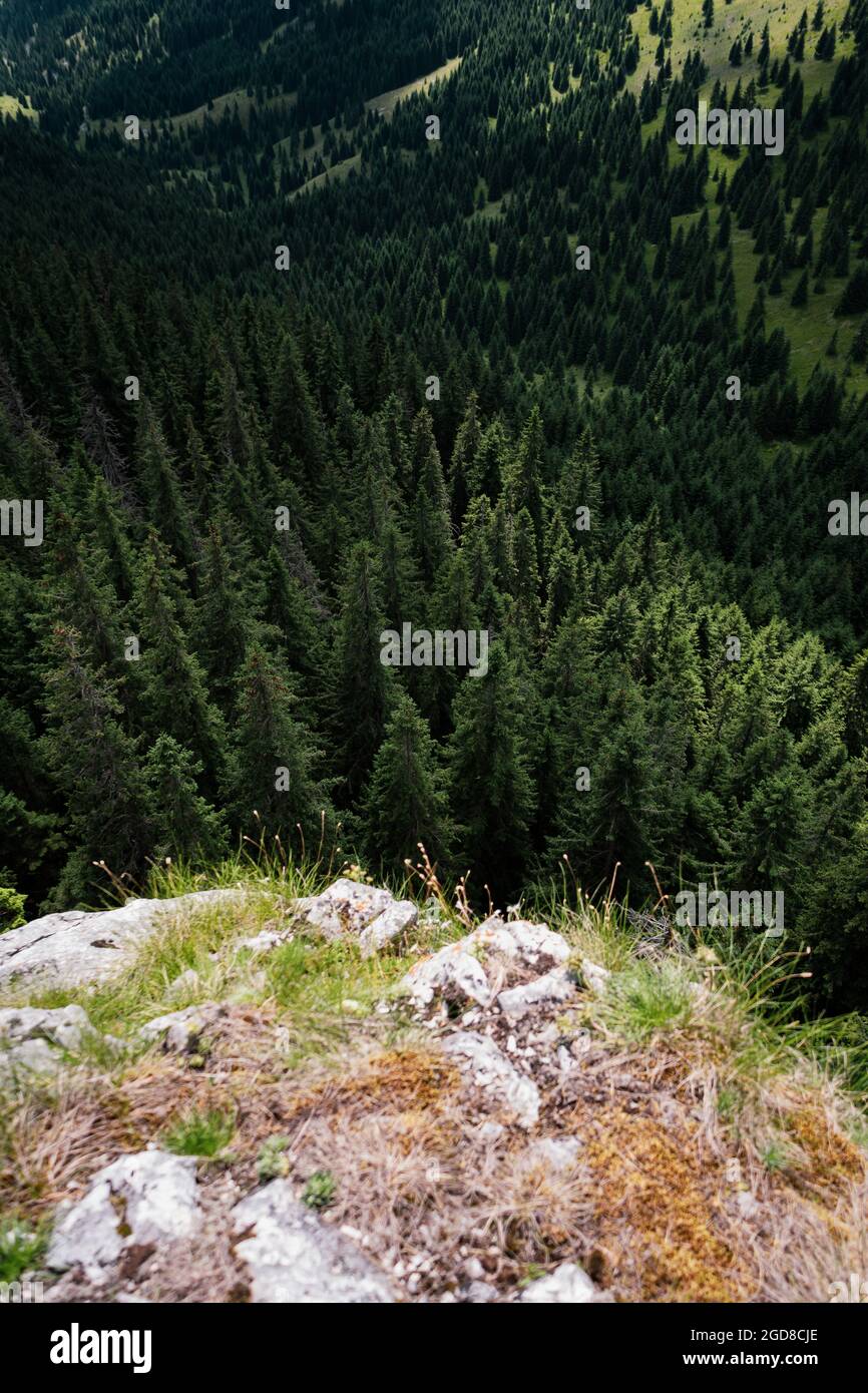 Beautiful view of a thick dark forest from the top of a high cliff ...