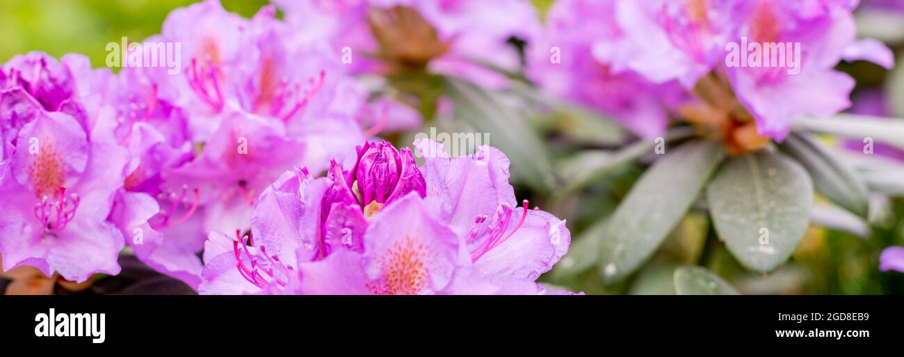 Big azalea or rhododendron in garden. Season of flowering azaleas ...