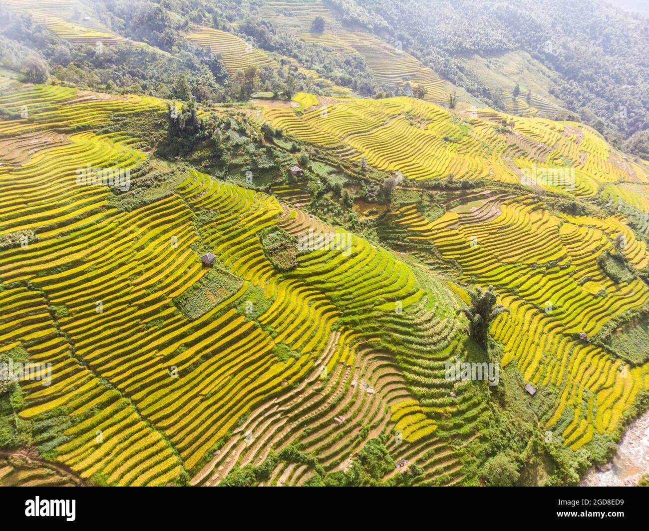 Y ty rice field hi-res stock photography and images - Alamy