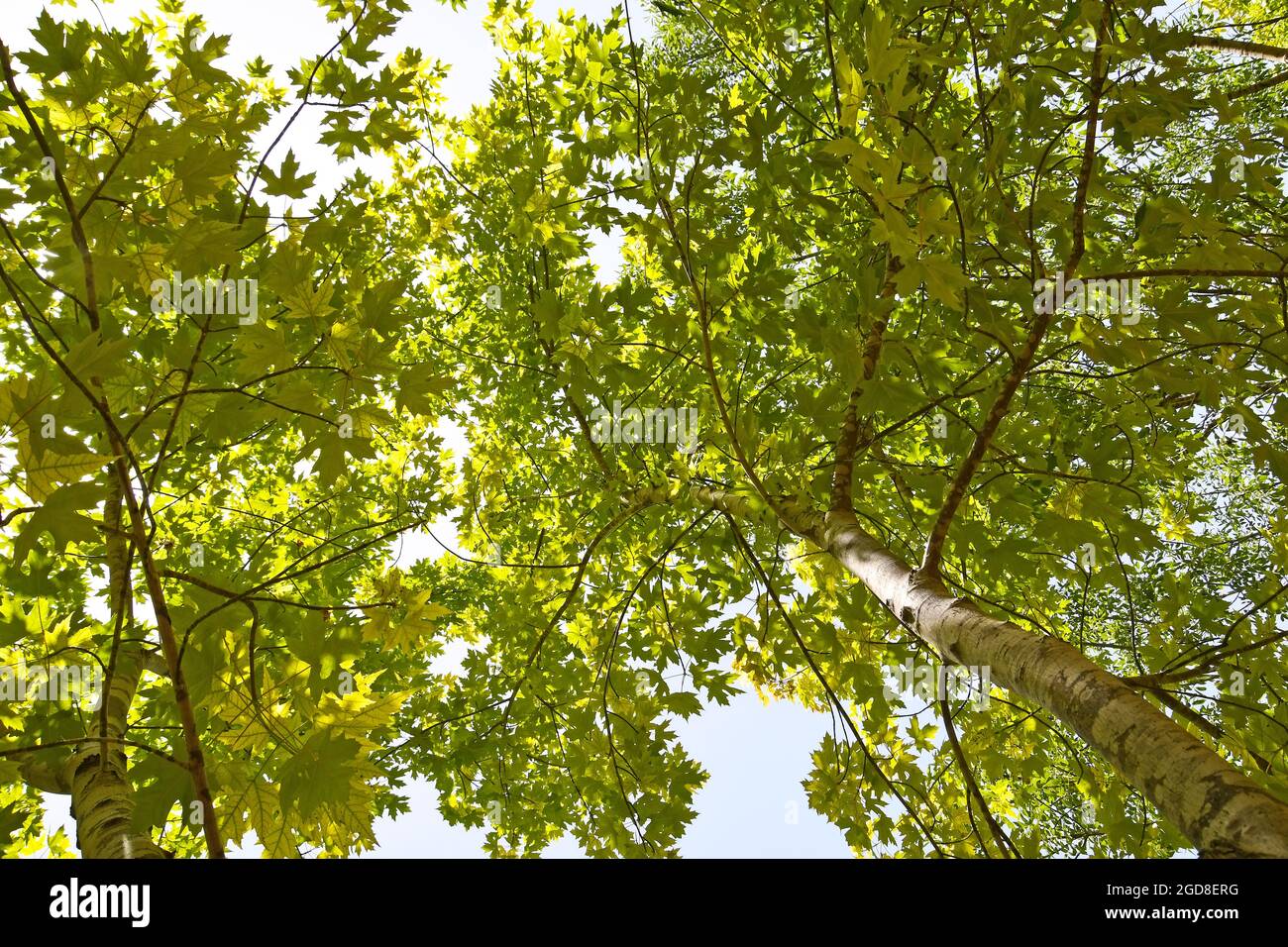 Silver maple tree hi-res stock photography and images - Alamy