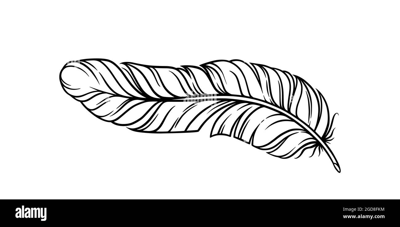 Bird feather for a quill. Curvy fluffy feather isolated in white ...