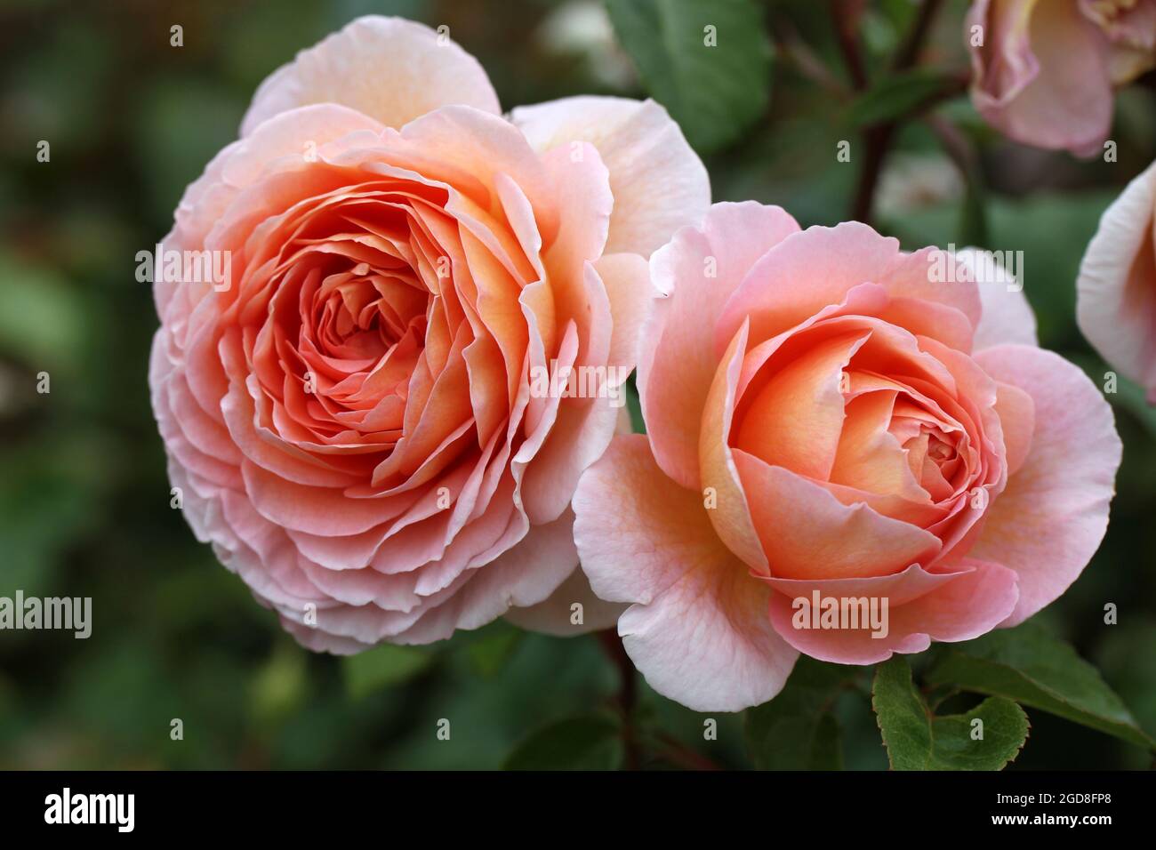 Rosa Abraham Darby (Auscot). A beautiful English rose bred by David ...