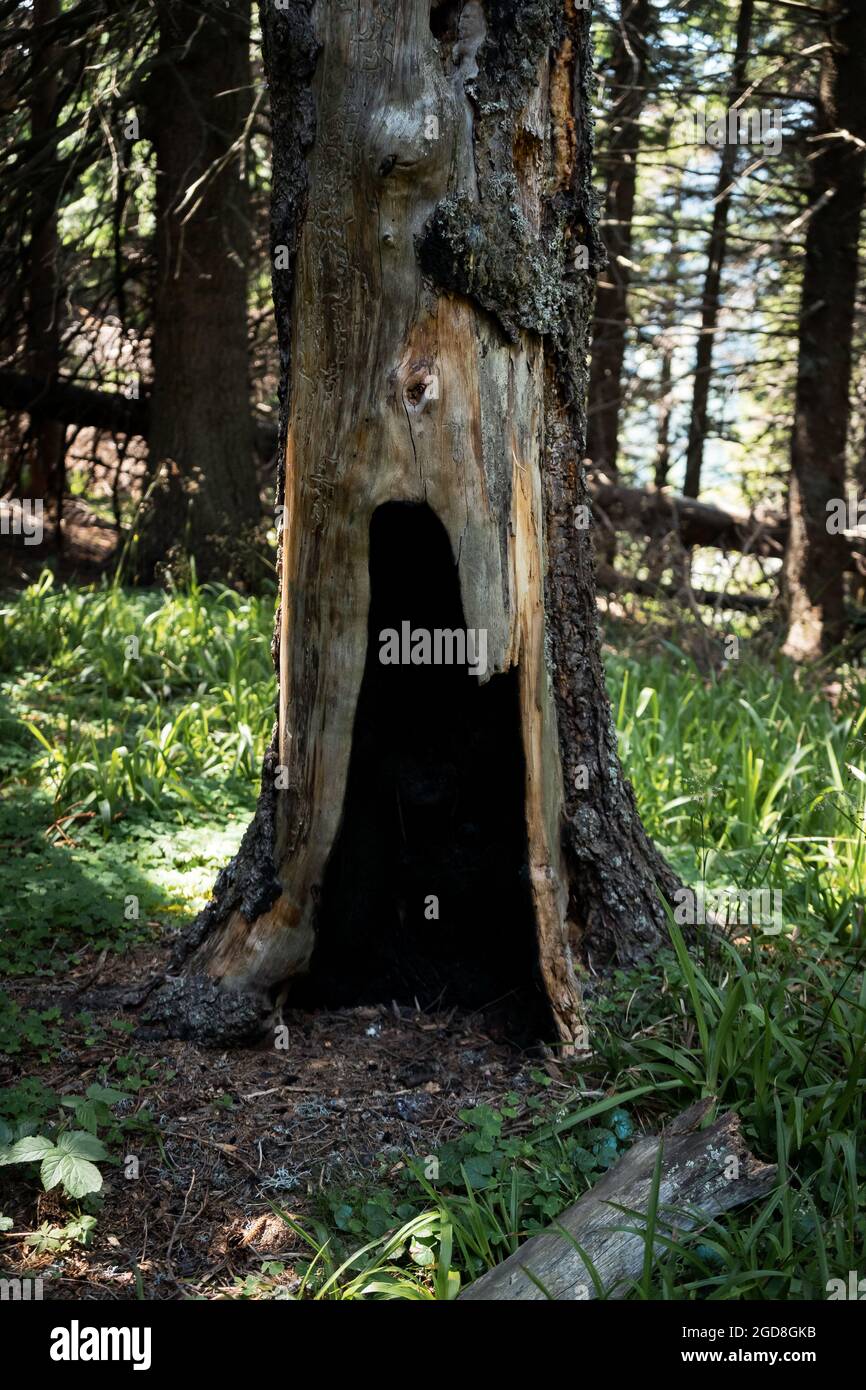 Vertical shot of an old tree in a vibrant green forest with a hole in ...