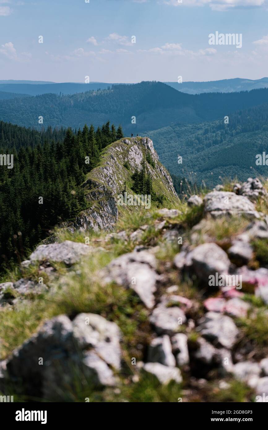 Selective focus shot of a mossy cliff surrounded by dense dark forests ...
