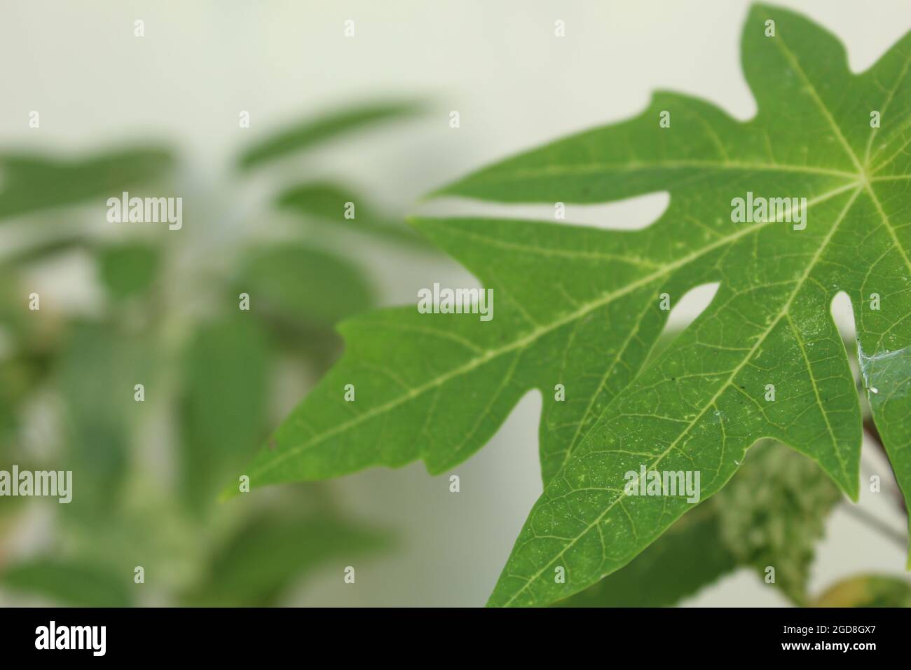 young papaya leaves on a white background blur Stock Photo - Alamy