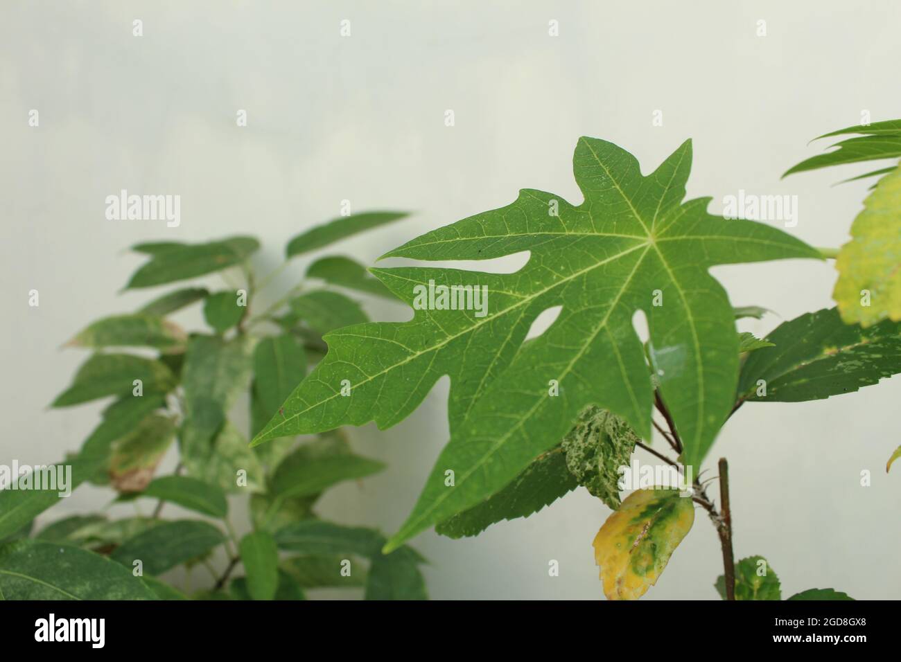 Papaya leaves in Indonesia garden Stock Photo - Alamy