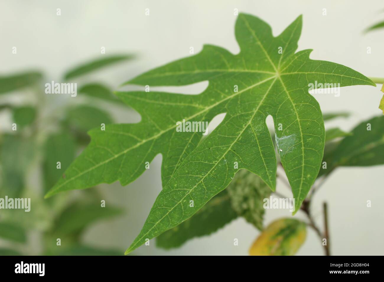 Big papaya leaves hi-res stock photography and images - Alamy