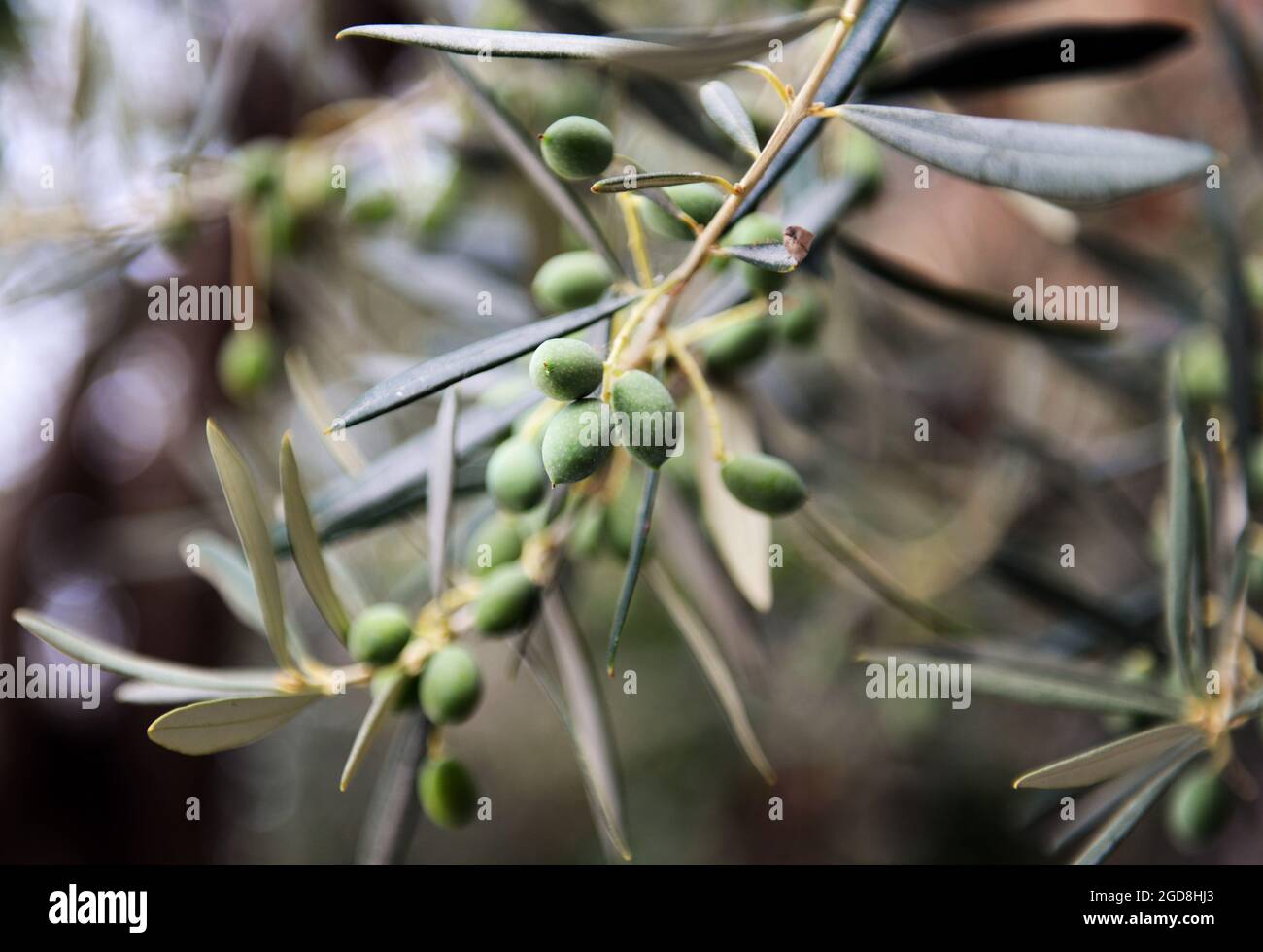 An Olive tree with olive fruits on it Stock Photo - Alamy