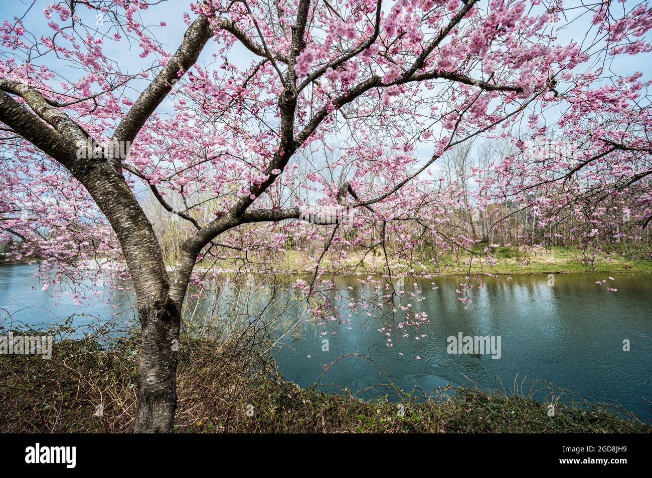 cherry blossom tree along river bank Stock Photo - Alamy