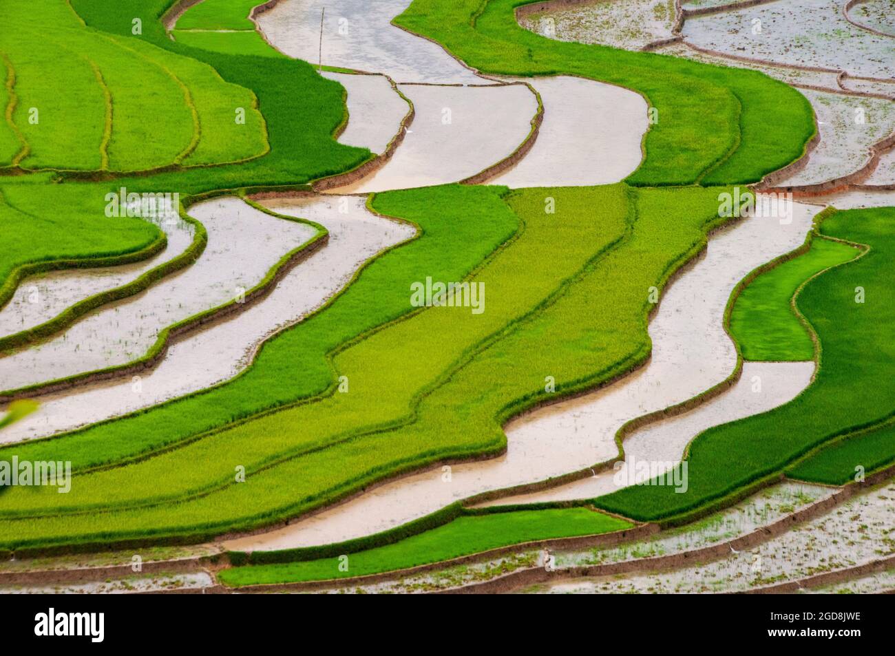 Y Ty nice rice terrace in Lao Cai province northern Vietnam Stock Photo ...