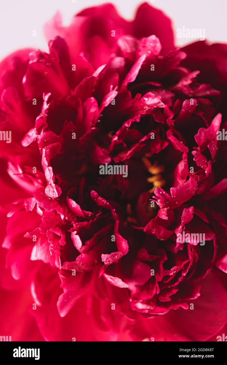 Blooming red burgundy peony flowers close-up on a pastel pink ...