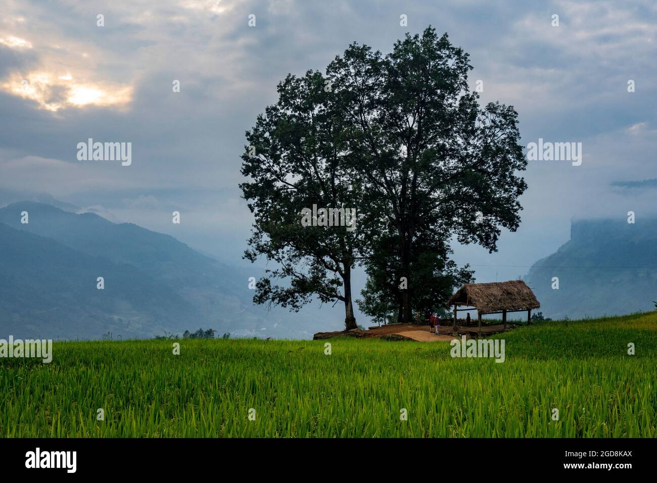 Y Ty nice rice terrace in Lao Cai province northern Vietnam Stock Photo ...