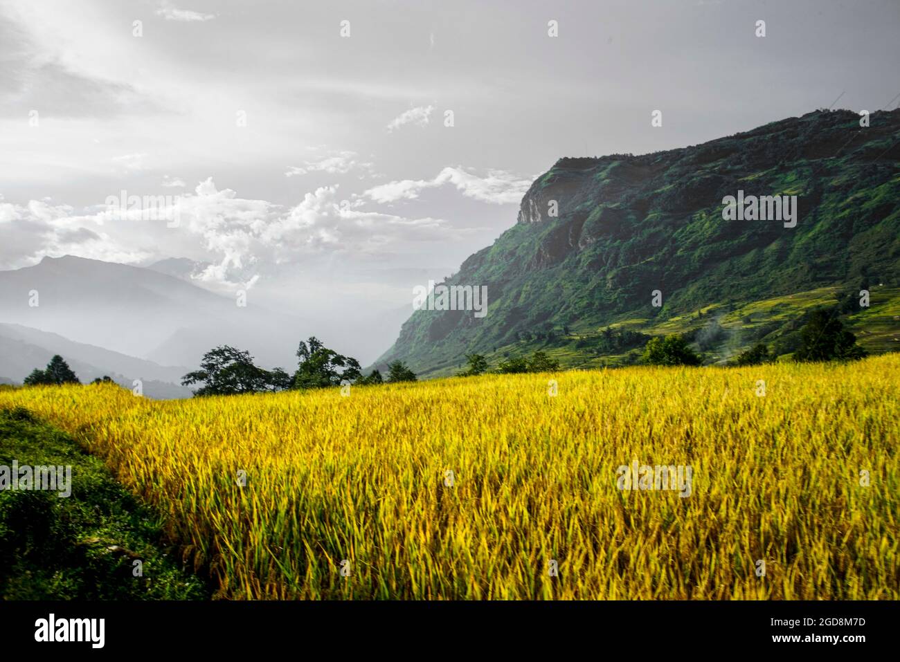 Y Ty nice rice terrace in Lao Cai province northern Vietnam Stock Photo ...