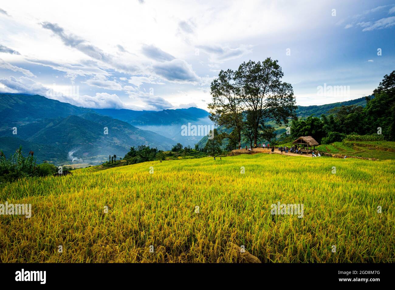 Y Ty nice rice terrace in Lao Cai province northern Vietnam Stock Photo ...