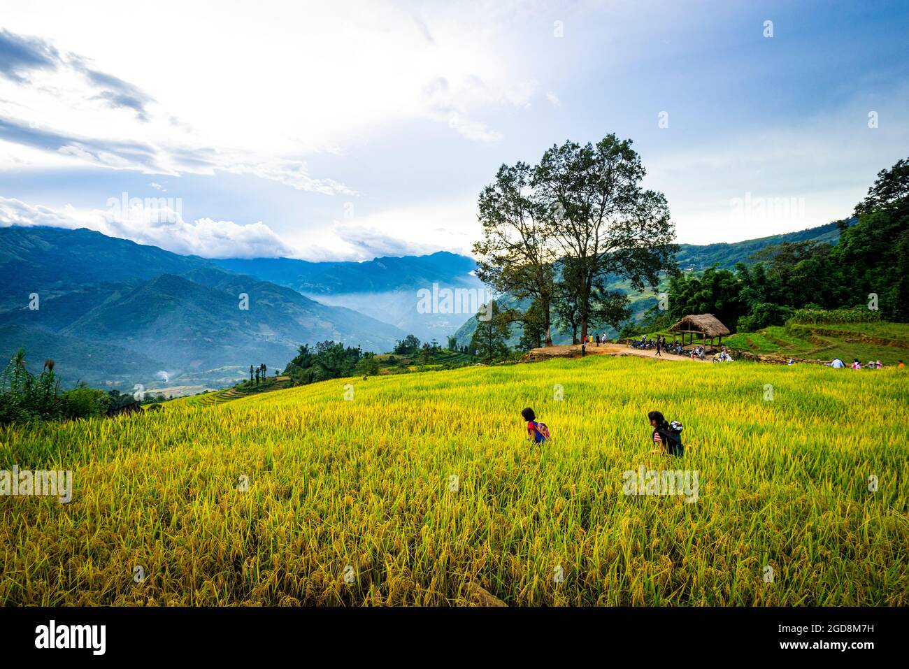 Y Ty nice rice terrace in Lao Cai province northern Vietnam Stock Photo ...