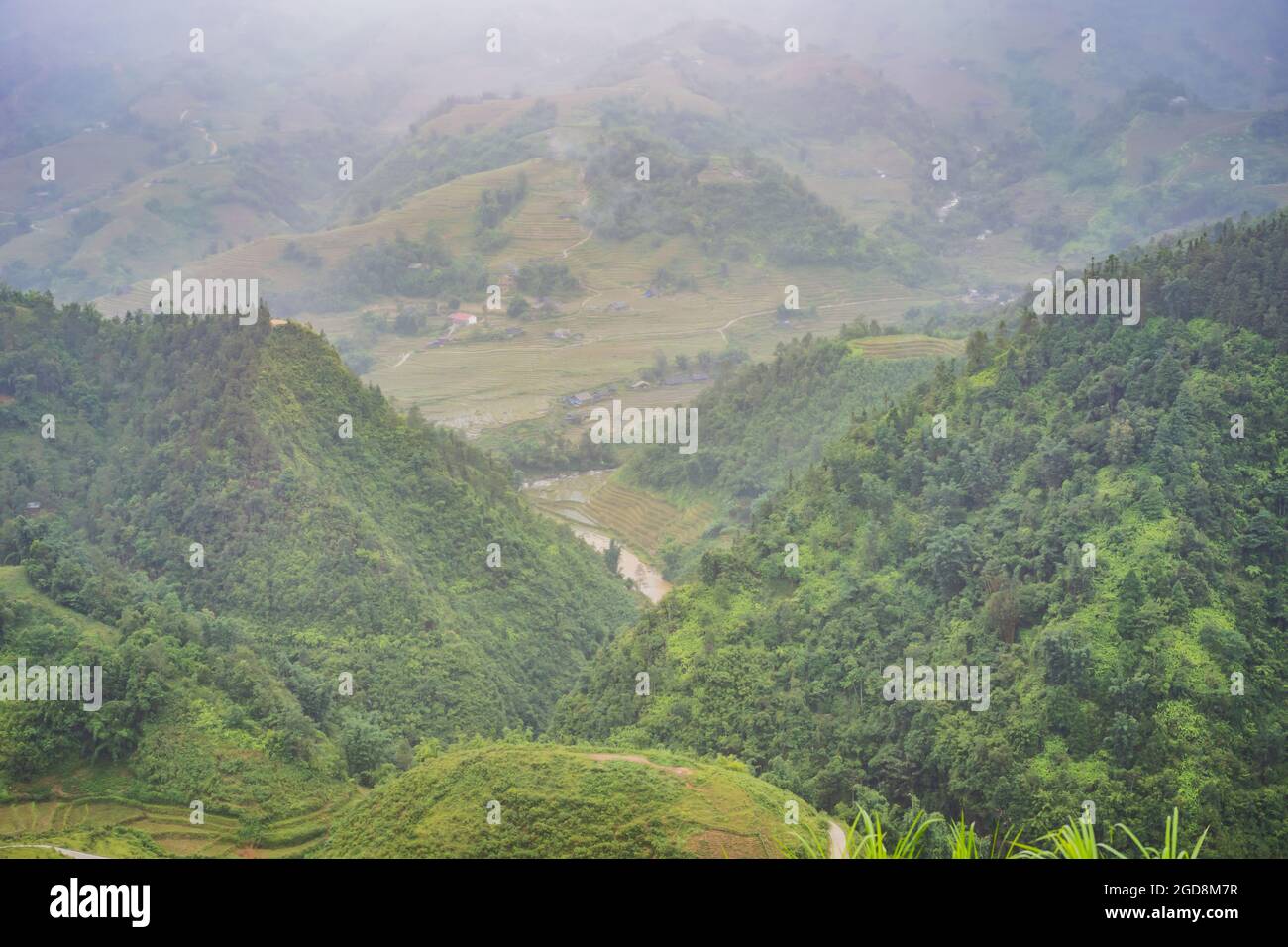 Rice terraces in the fog in Sapa, Vietnam. Rice fields prepare the ...