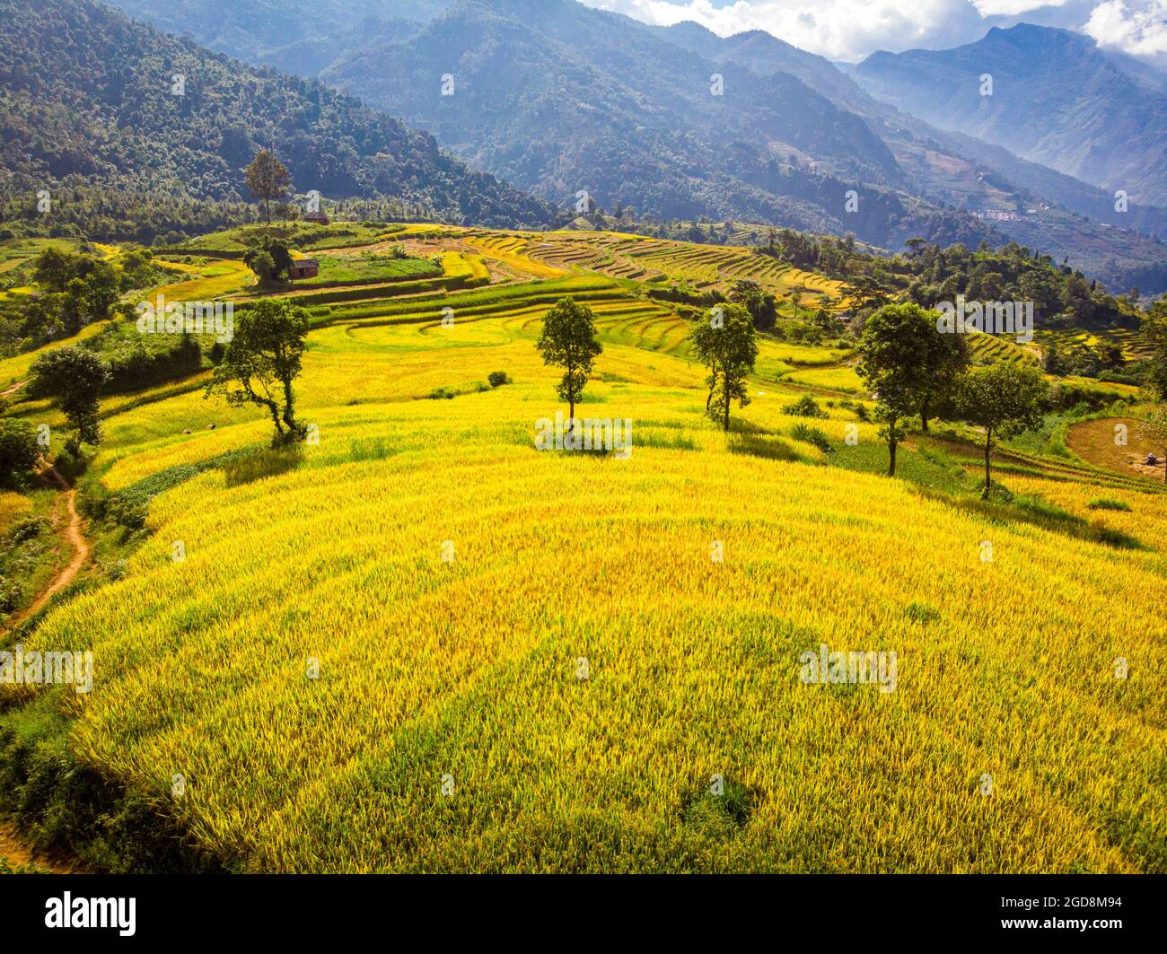 Y Ty nice rice terrace in Lao Cai province northern Vietnam Stock Photo ...