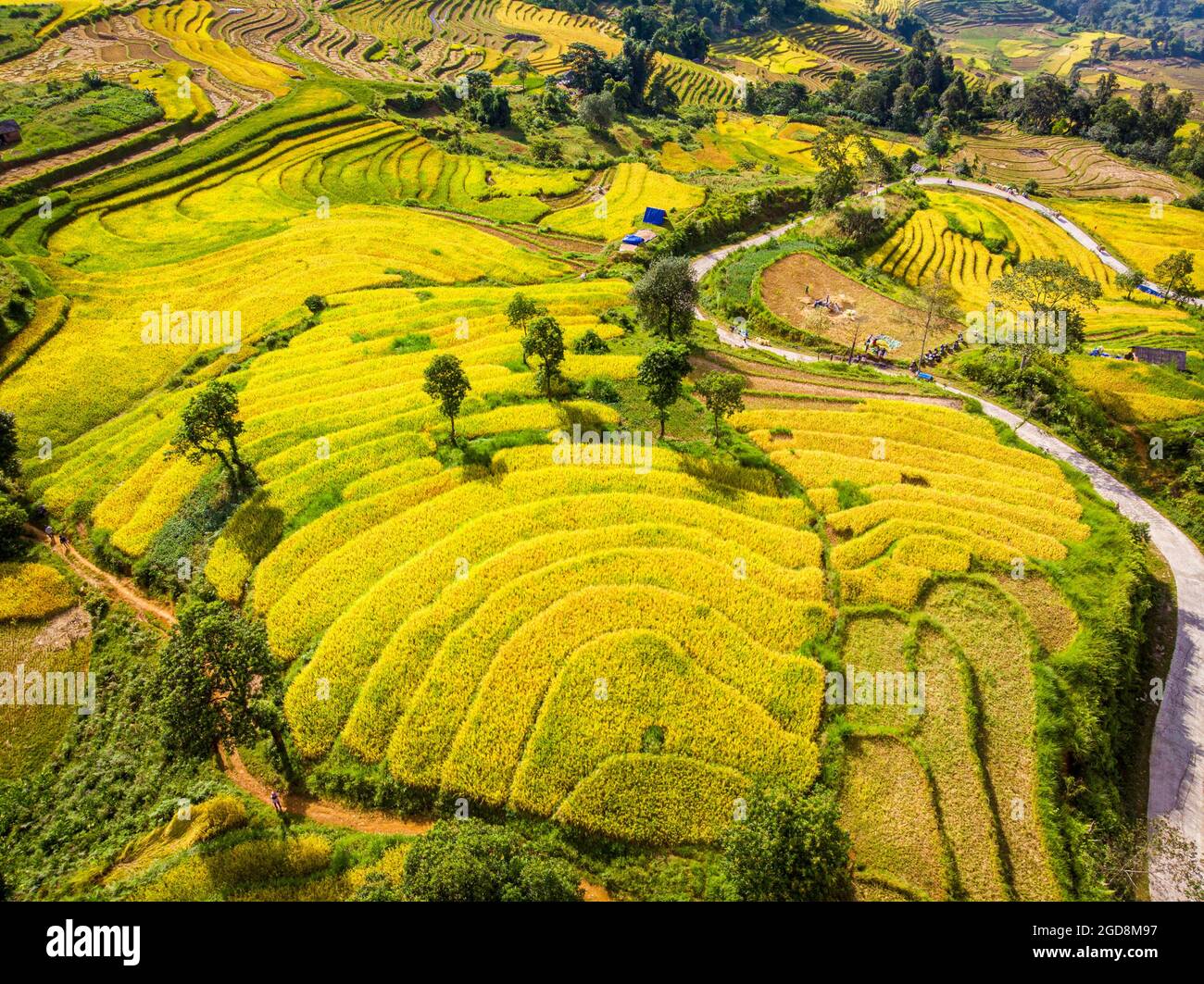 Y ty rice field hi-res stock photography and images - Alamy