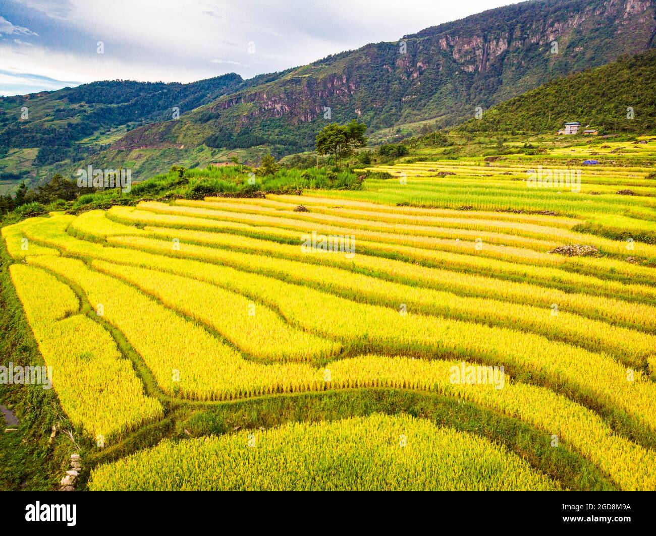 Y Ty nice rice terrace in Lao Cai province northern Vietnam Stock Photo ...
