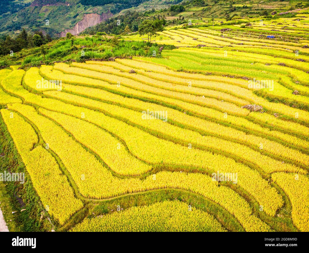 Y Ty nice rice terrace in Lao Cai province northern Vietnam Stock Photo ...