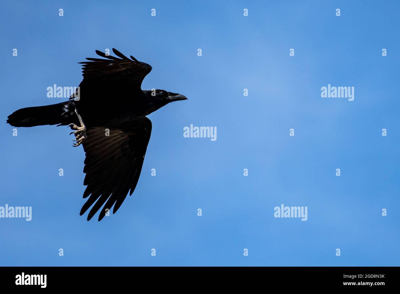 An American Crow in Grand Canyon National Park, Arizona Stock Photo - Alamy