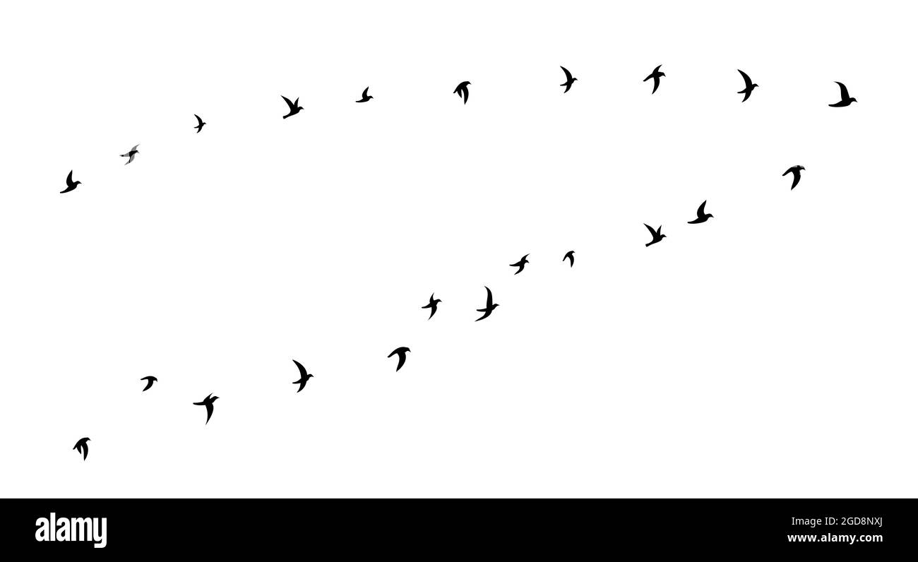 Black Bird Flying Clipart