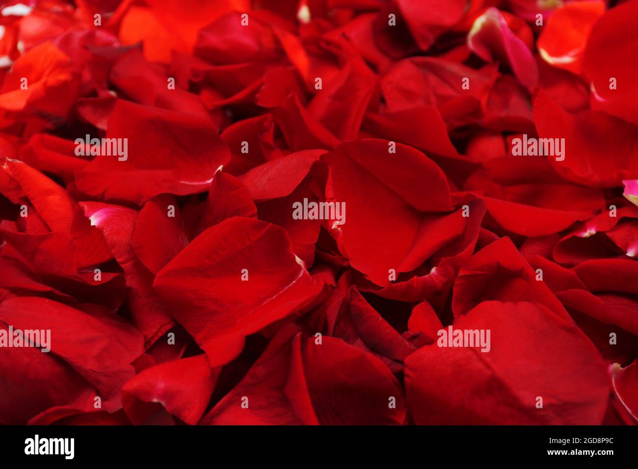 Beautiful red rose petals, close up Stock Photo - Alamy