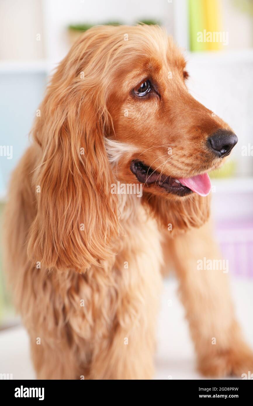 Beautiful cocker spaniel on bright background Stock Photo - Alamy