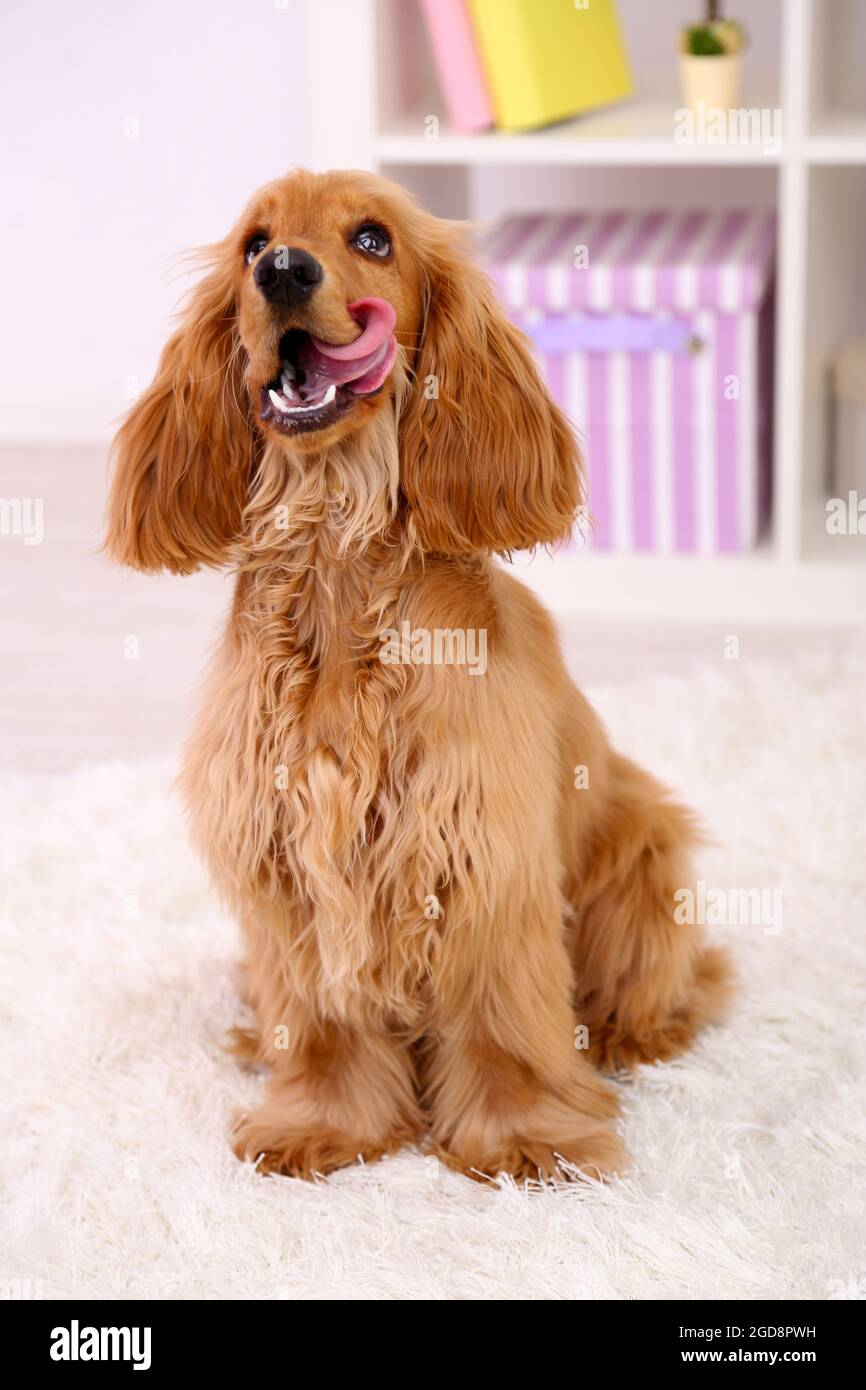 Beautiful cocker spaniel in room Stock Photo - Alamy