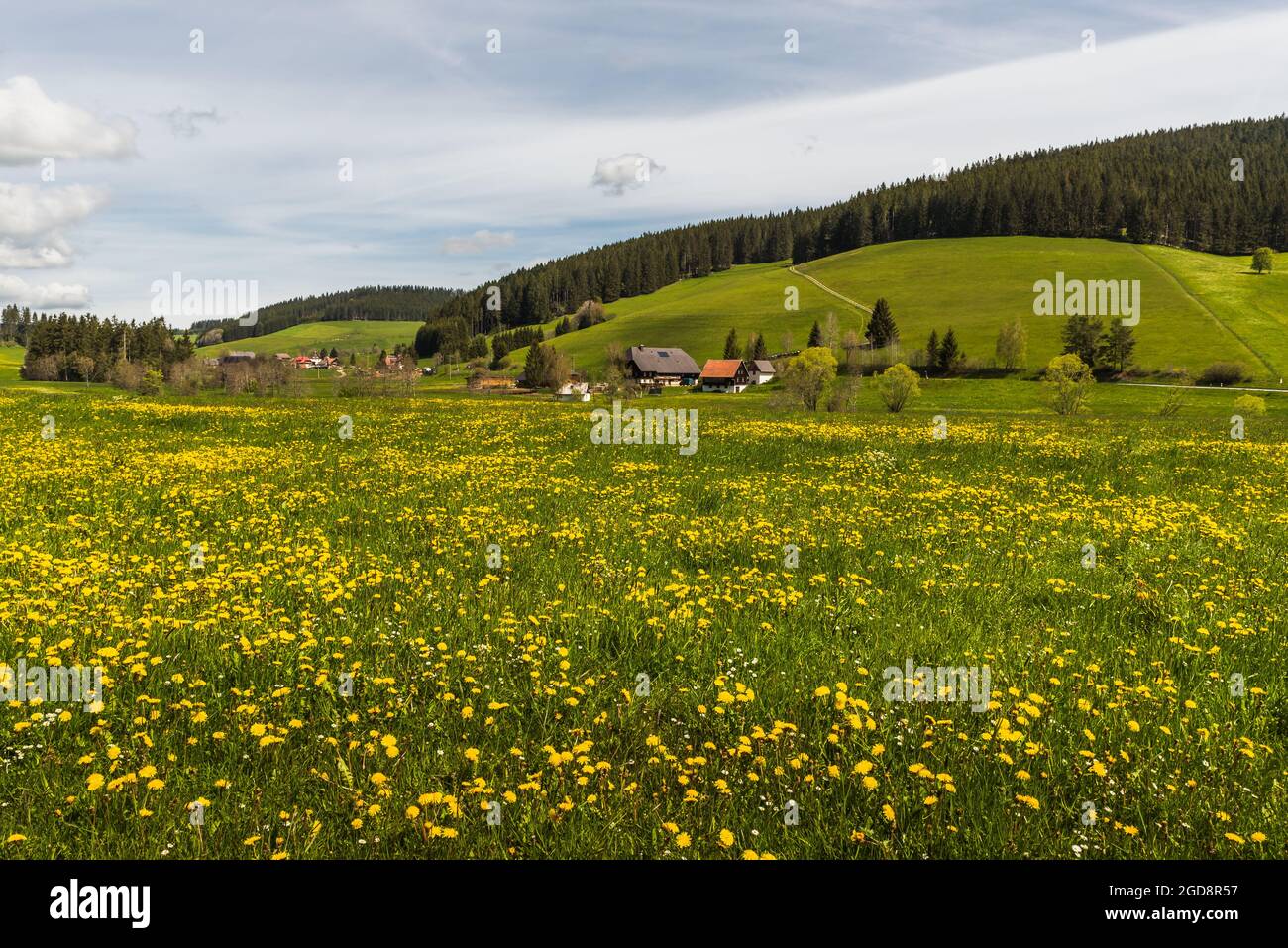 Spring meadow flowers forest germany hi-res stock photography and ...