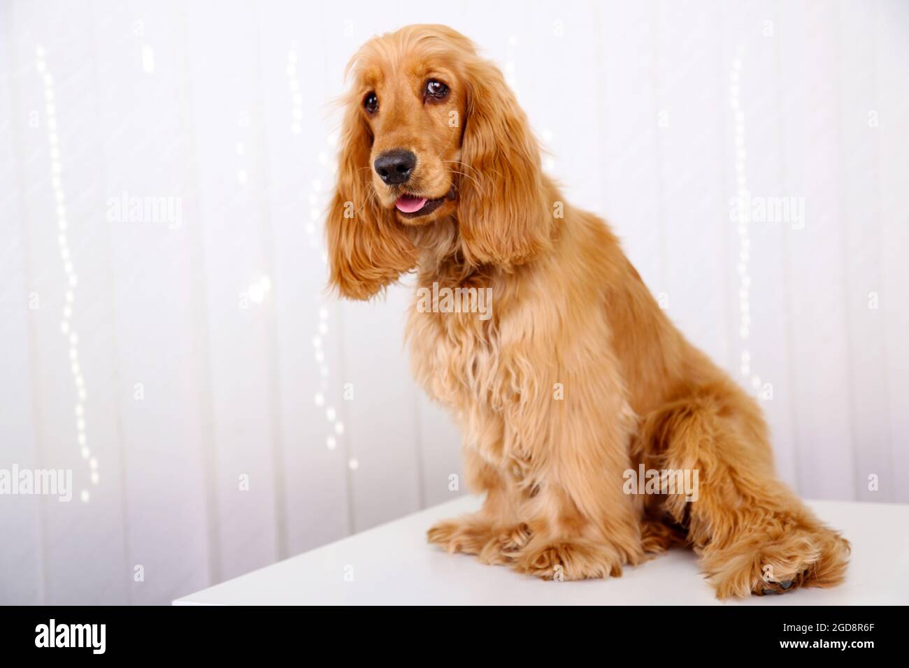 Beautiful cocker spaniel on white background Stock Photo - Alamy
