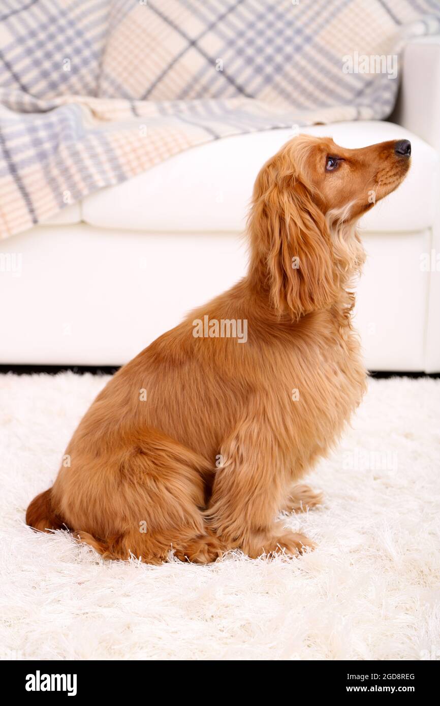Beautiful cocker spaniel in room Stock Photo - Alamy
