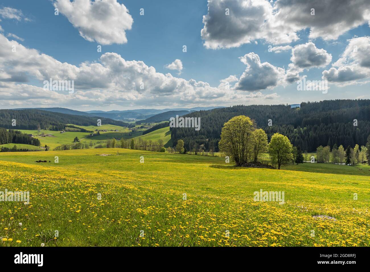 Landscape in Black Forest with flower meadows, Baden-Wuerttemberg ...