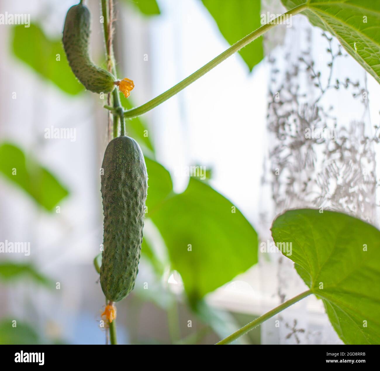Green young cucumber with yellow flower. Gardening background with mini ...