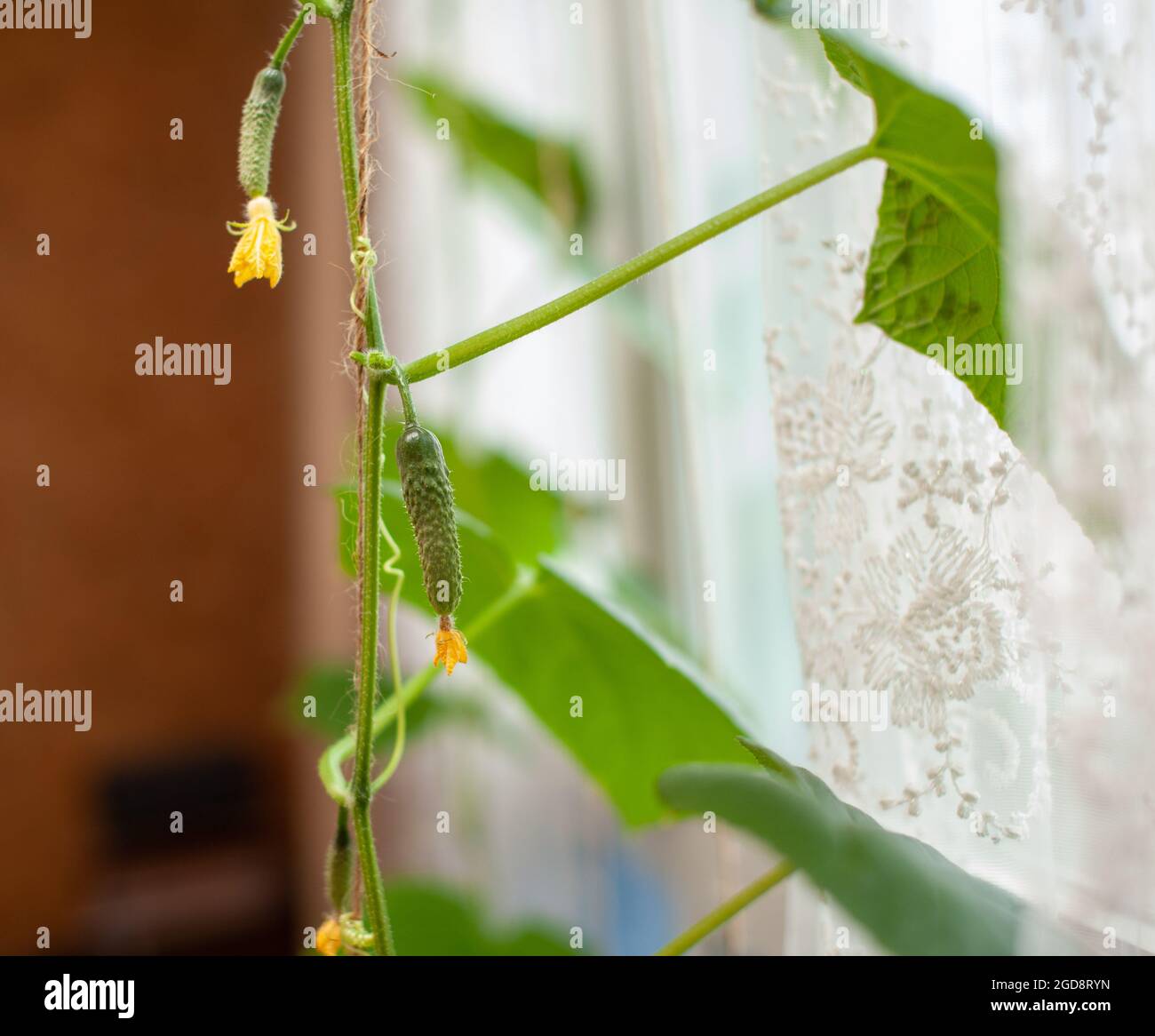 Green young cucumber with yellow flower. Gardening background with mini ...