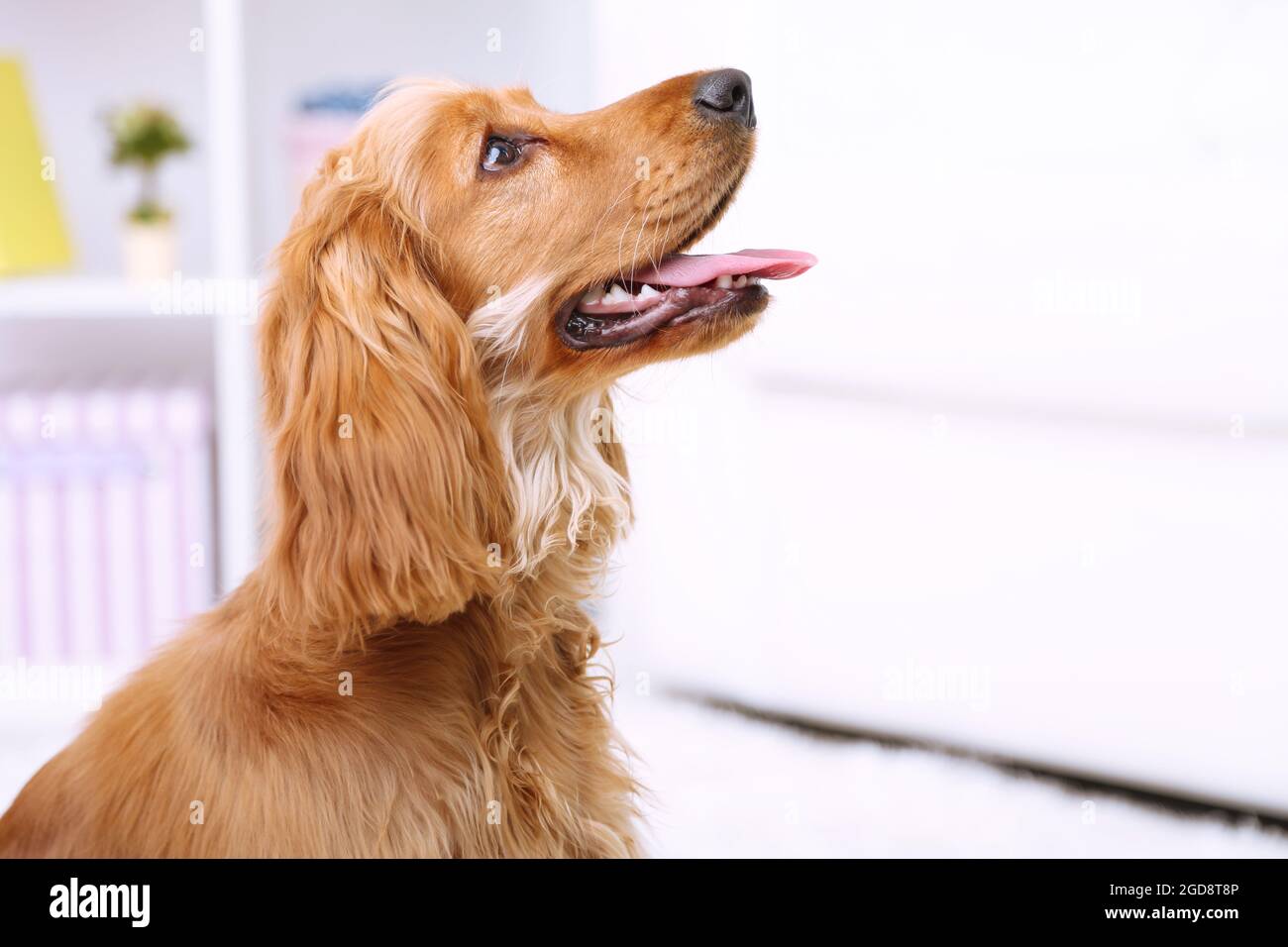 Beautiful cocker spaniel in room Stock Photo - Alamy