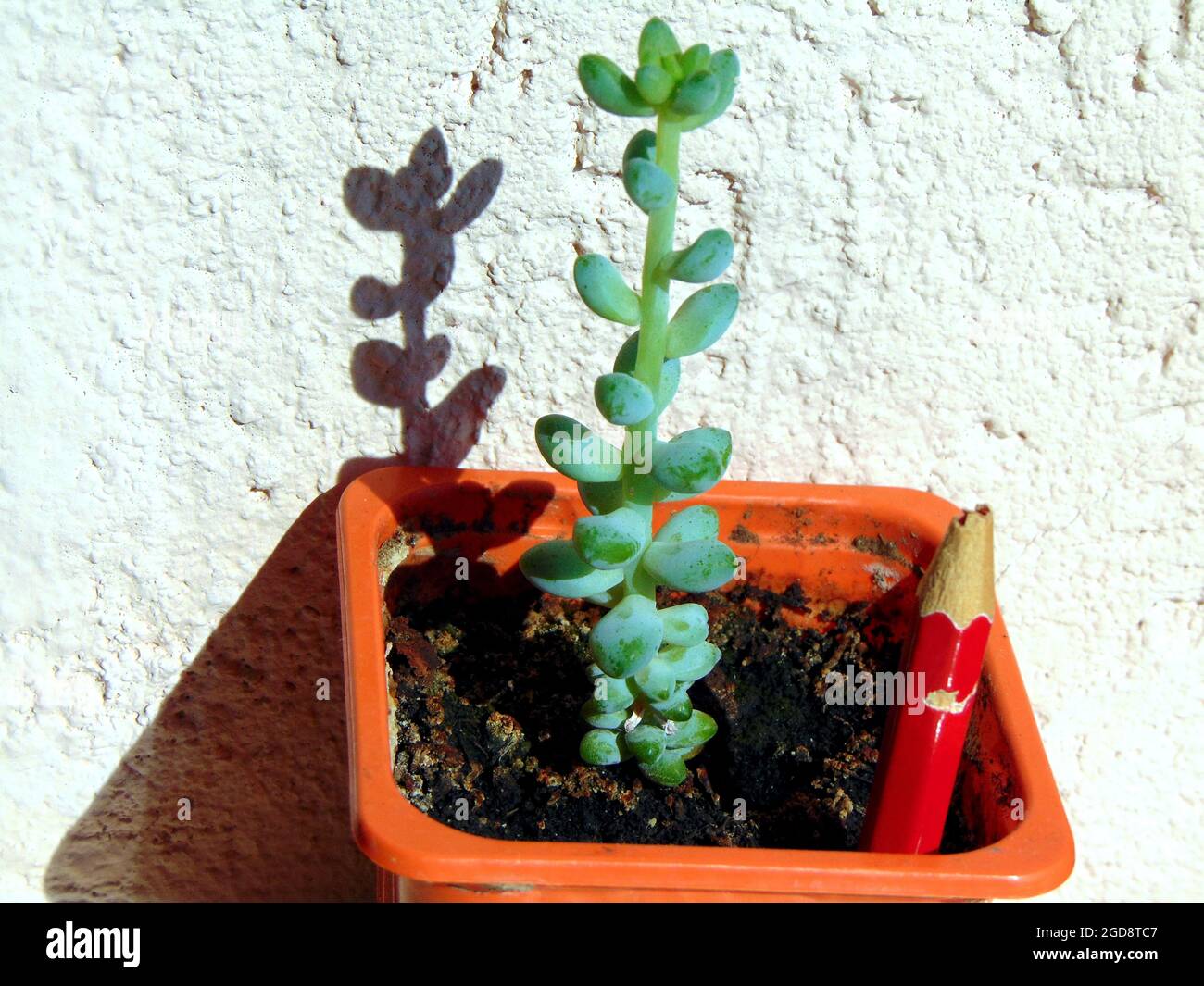 Tail plant hi-res stock photography and images - Alamy
