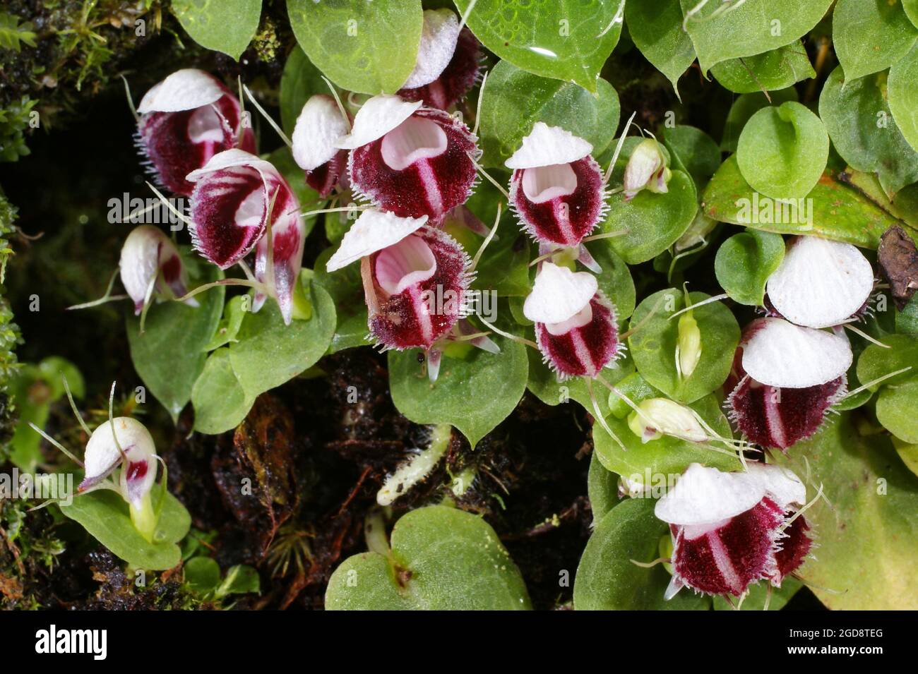 Colony of tiny helmet orchids (Corybas carinatus), Sarawak, Borneo ...