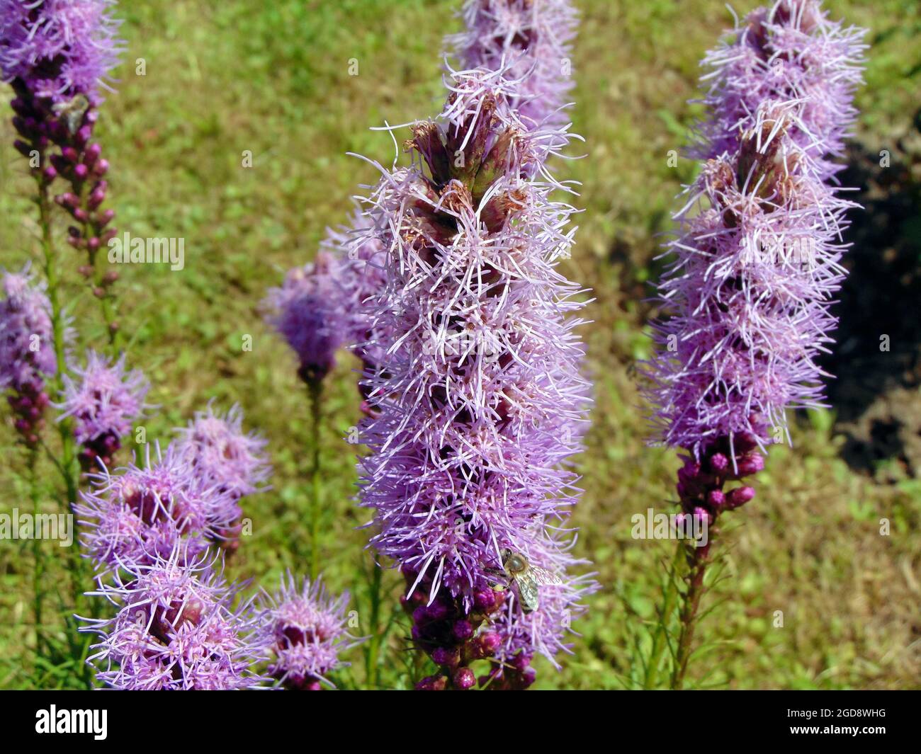 Liatris spicata (L.) Willd flowers in the grass Stock Photo - Alamy